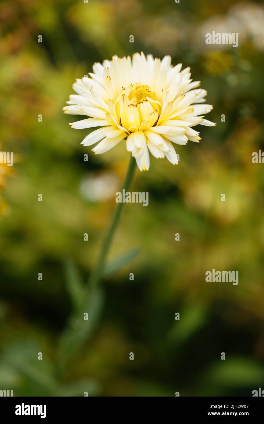 Creamy flowering "Ivory Princess" (Calendula officinalis Stock Photo ...