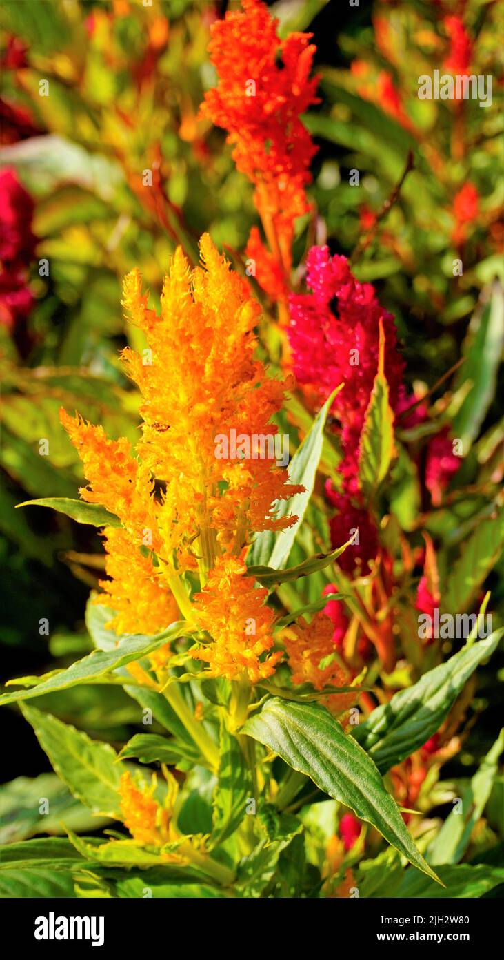 Beautiful saplings of Celosia argentea also known as plumed cockscomb ...
