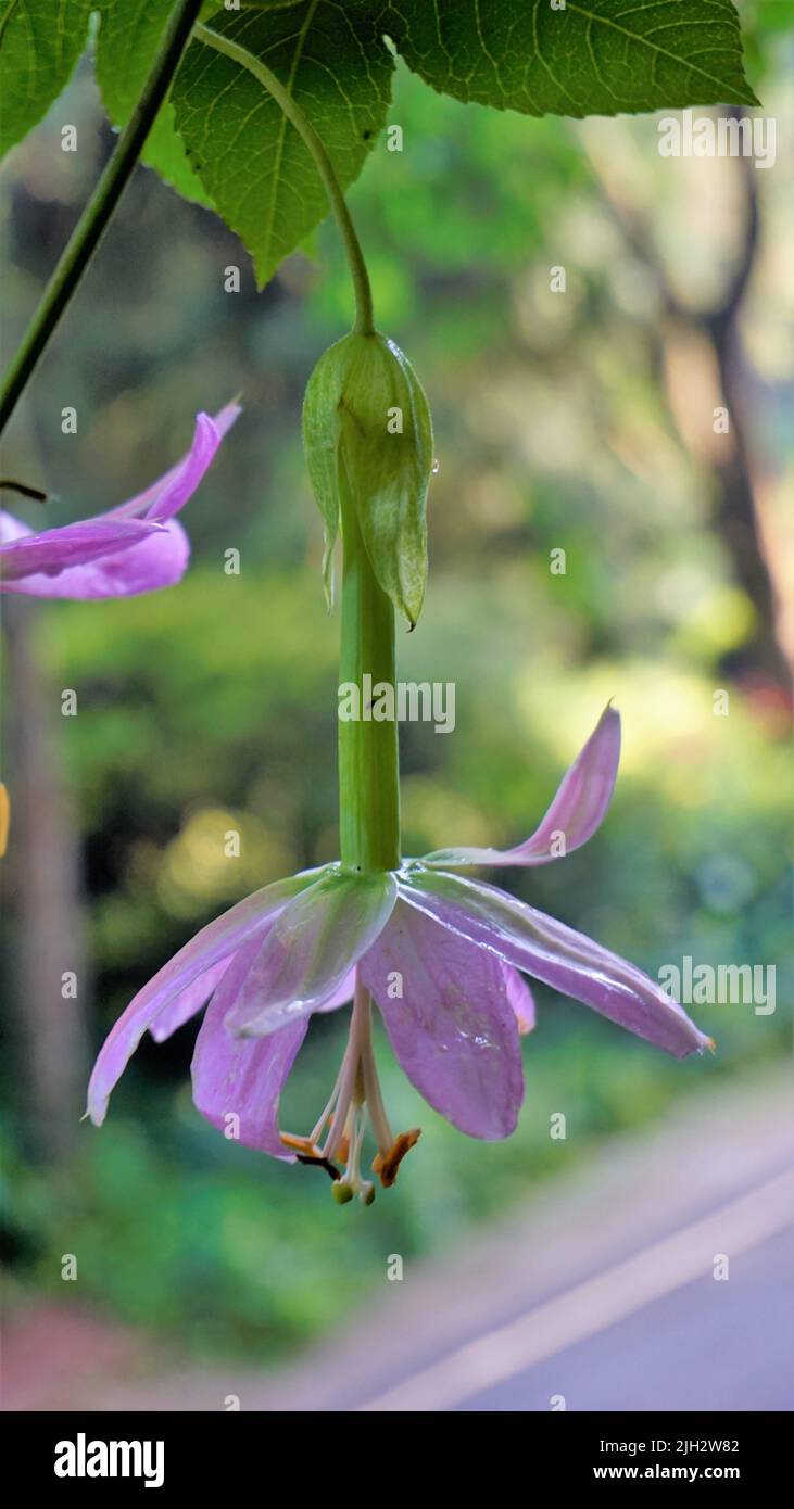 Beautiful flowers of Passiflora tripartita also known as banana ...