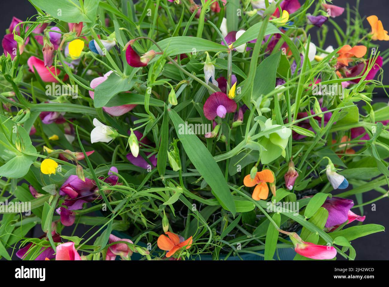 Lathyrus species in an arrangement Stock Photo - Alamy