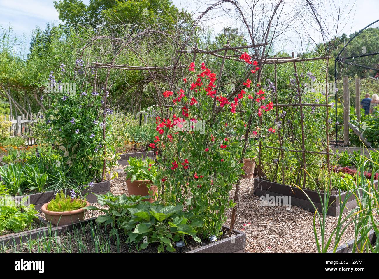 Garden arch sweet peas hi-res stock photography and images - Alamy