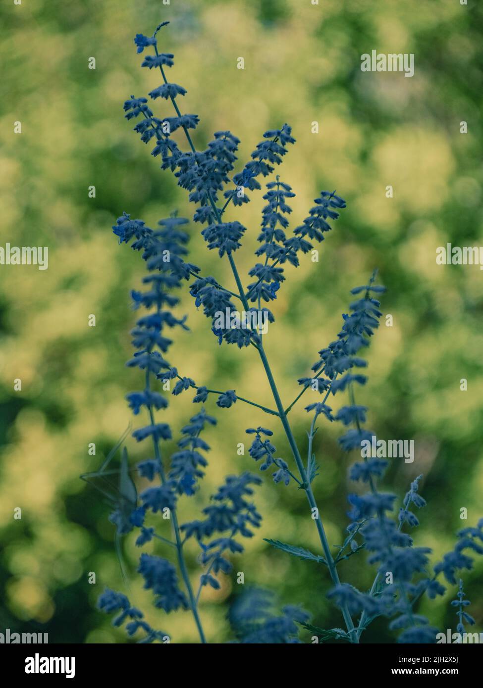 Perovskia lebedolistnaya belongs to perennial semi-shrubs. Fragrant ...