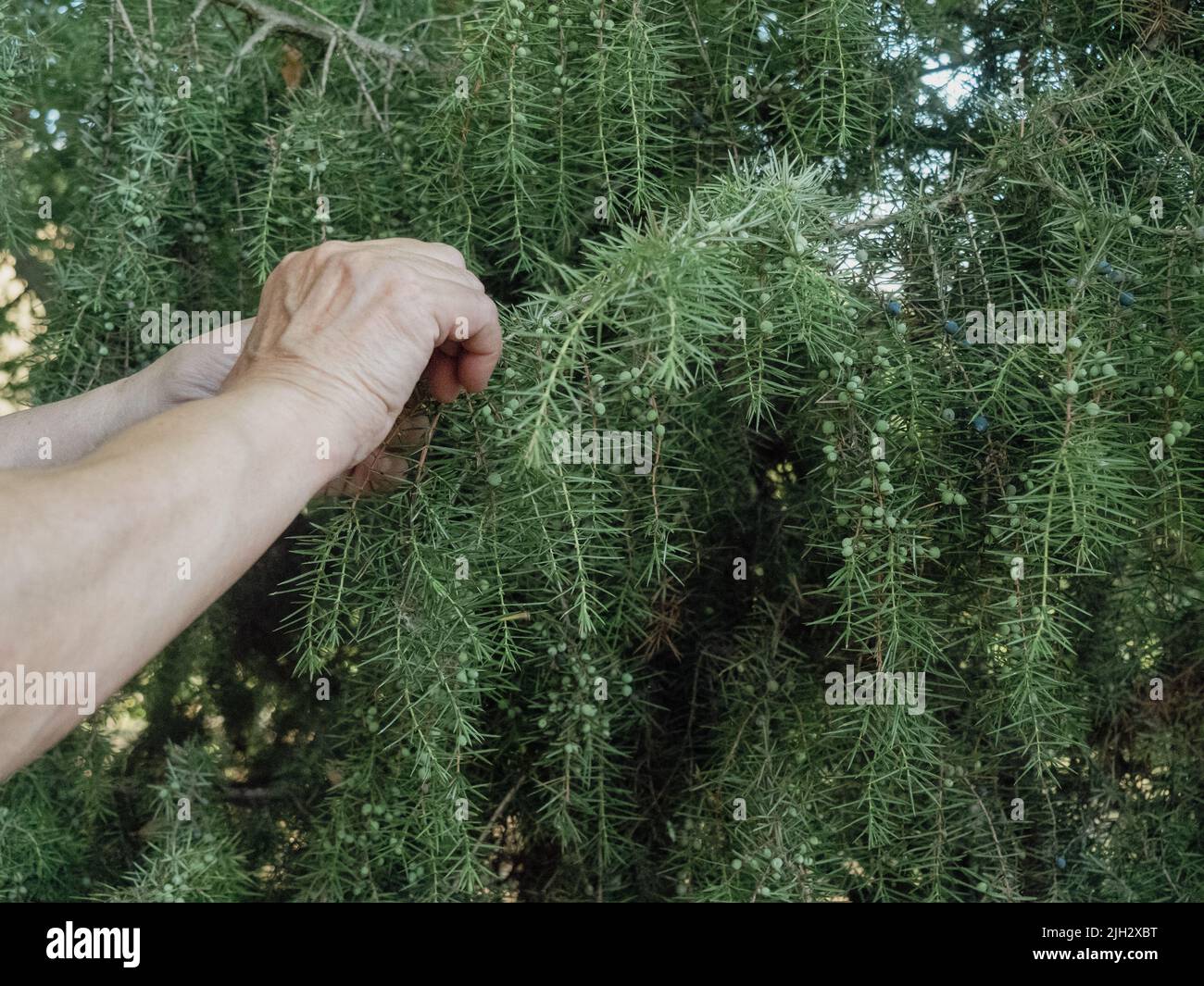 Juniper tree cut out hi-res stock photography and images - Alamy