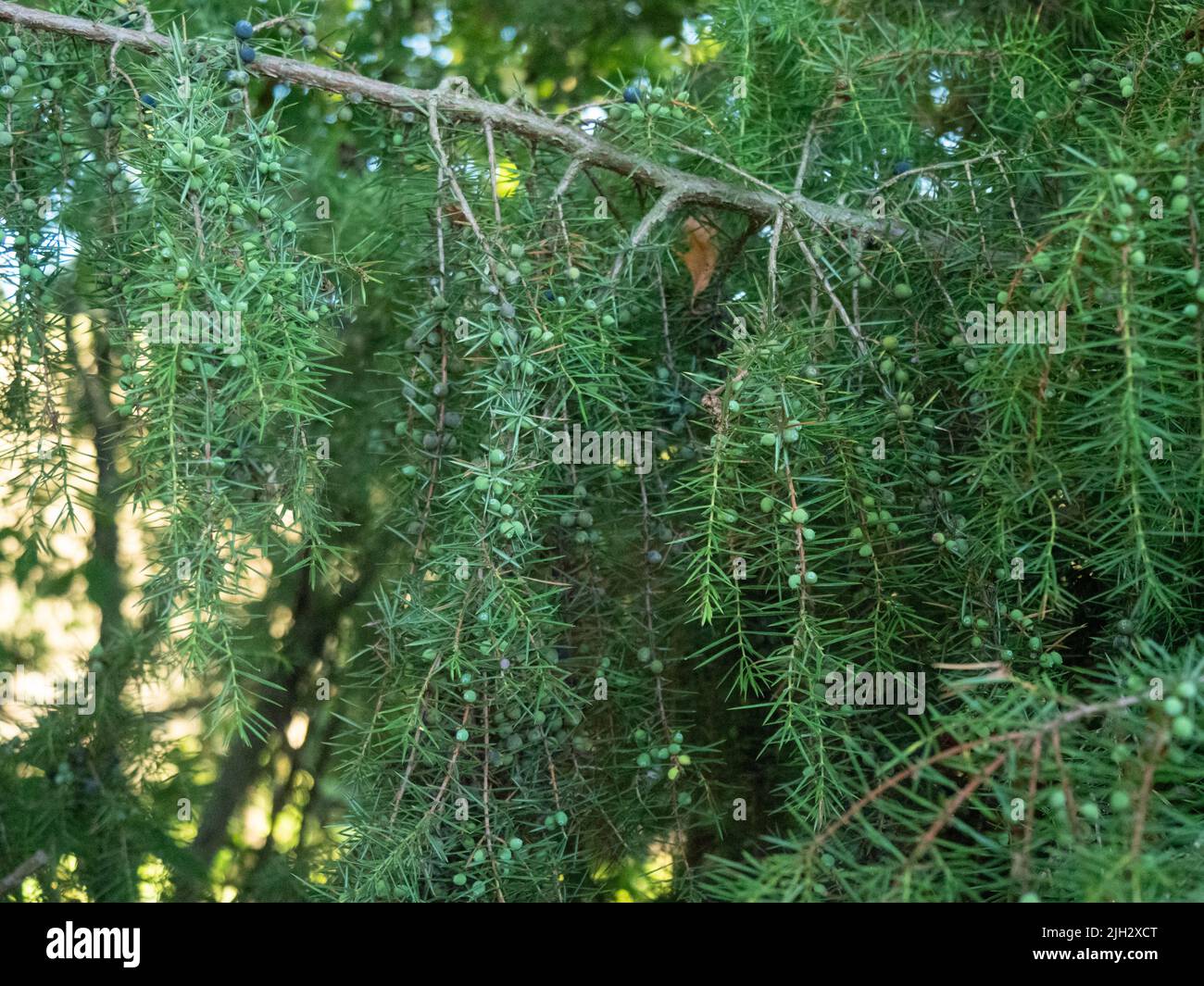 Juniper tree cut out hi-res stock photography and images - Alamy