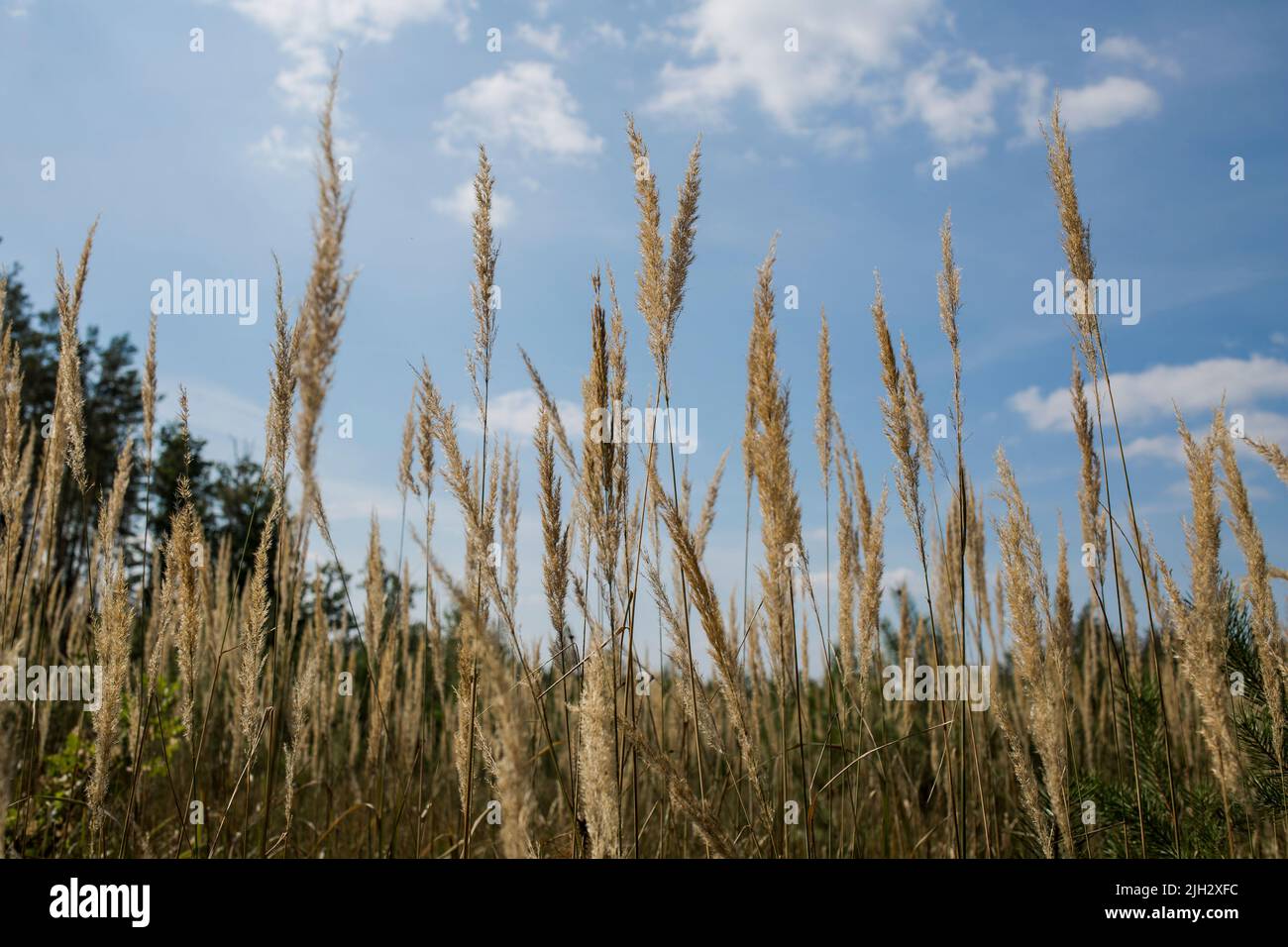 A tall yellow ears of corn against a blue sky, dramatic photo from ...