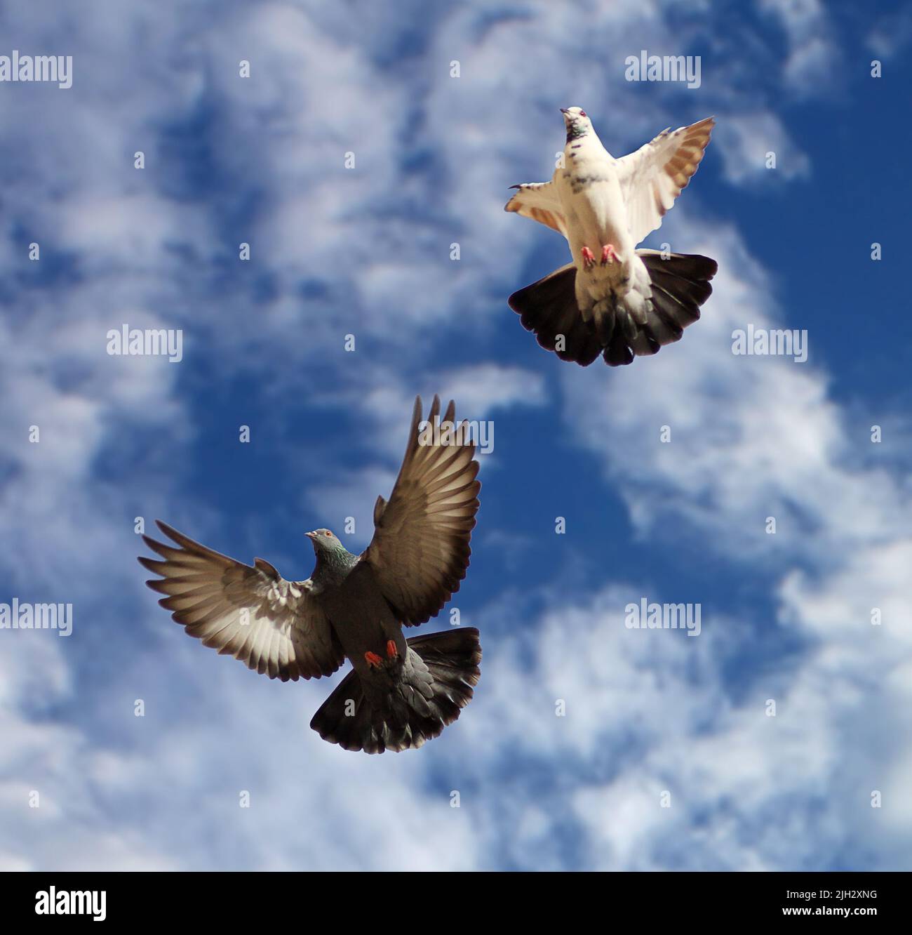 Flying high hi-res stock photography and images - Alamy