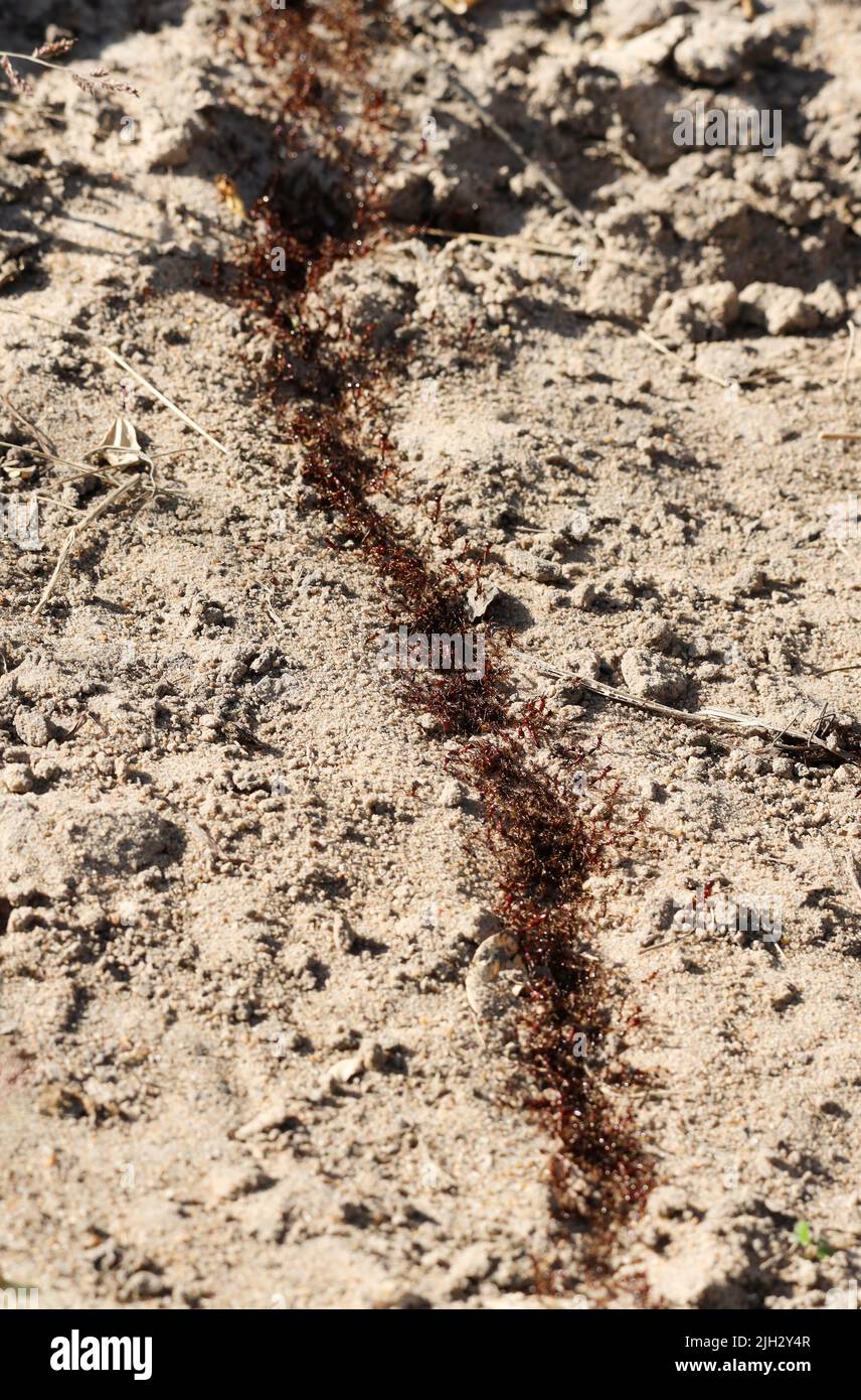 Siafu ant hi-res stock photography and images - Alamy