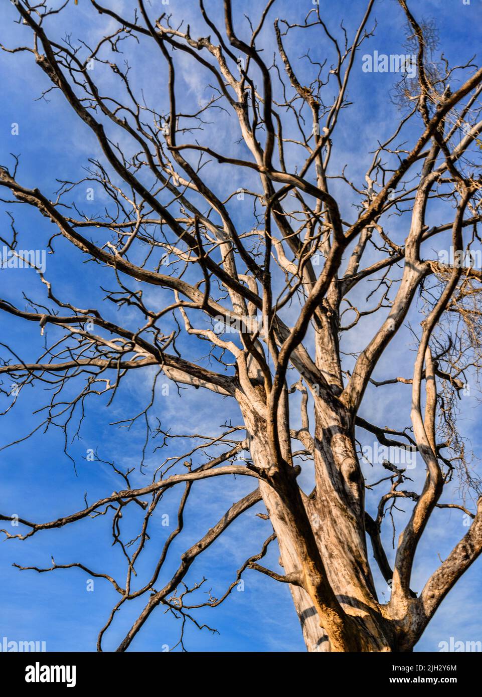 Old aged tree hi-res stock photography and images - Alamy