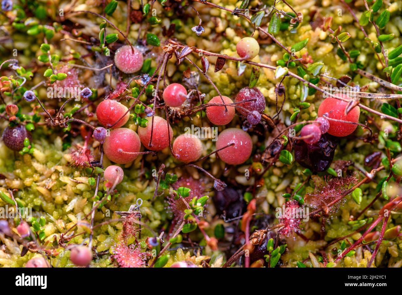 Vaccinium Microcarpum