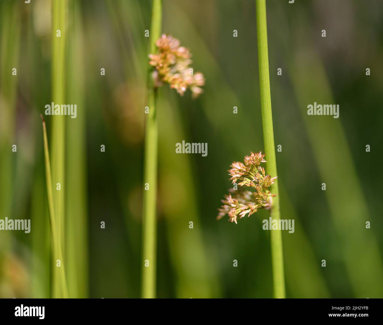 Common rush (Juncus effusus) from Hidra, south-western Norway in July ...