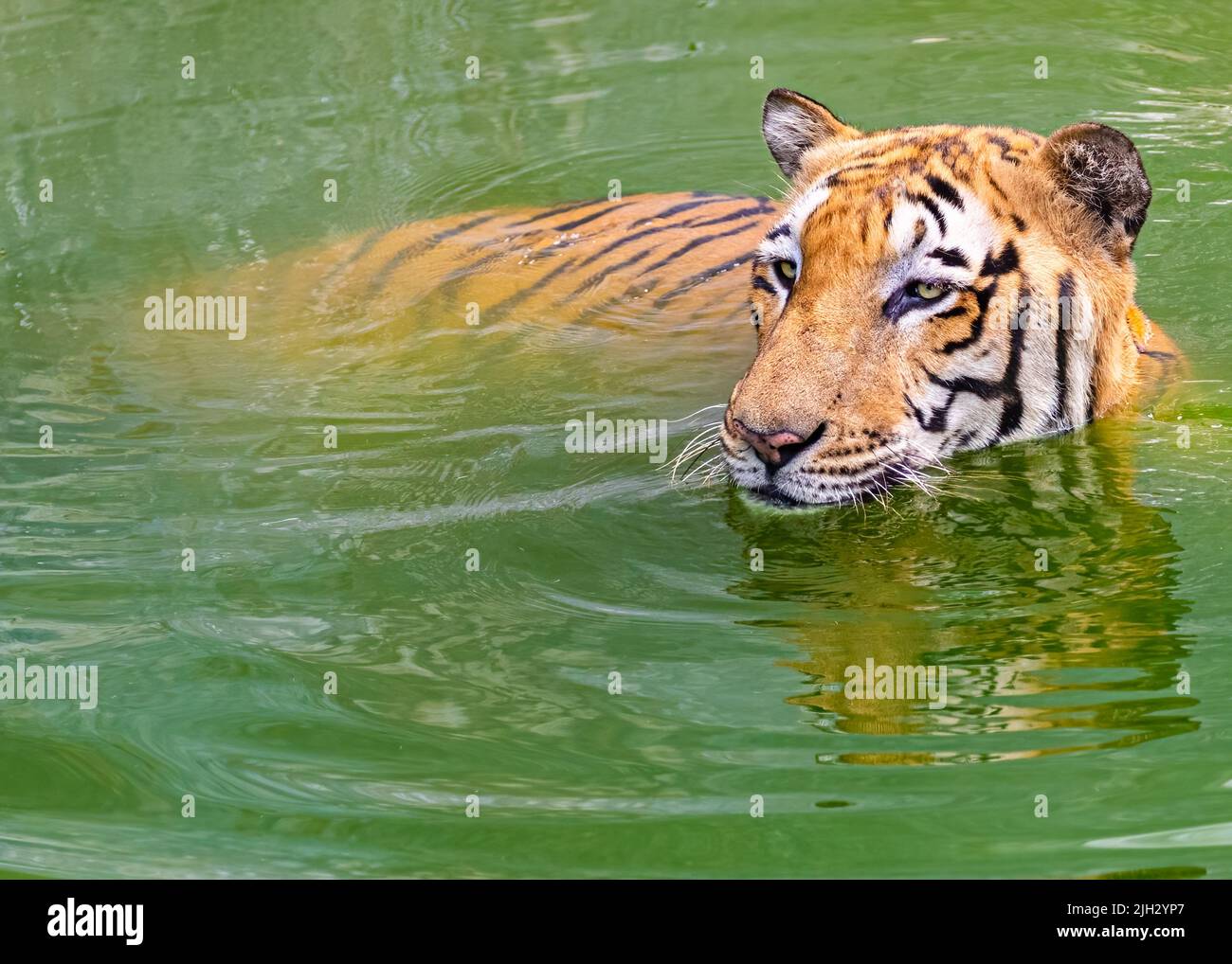 A Tiger in a lake on a hot day killing heat Stock Photo - Alamy