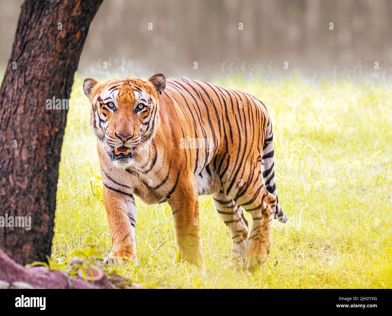 Tiger claw tree hi-res stock photography and images - Alamy