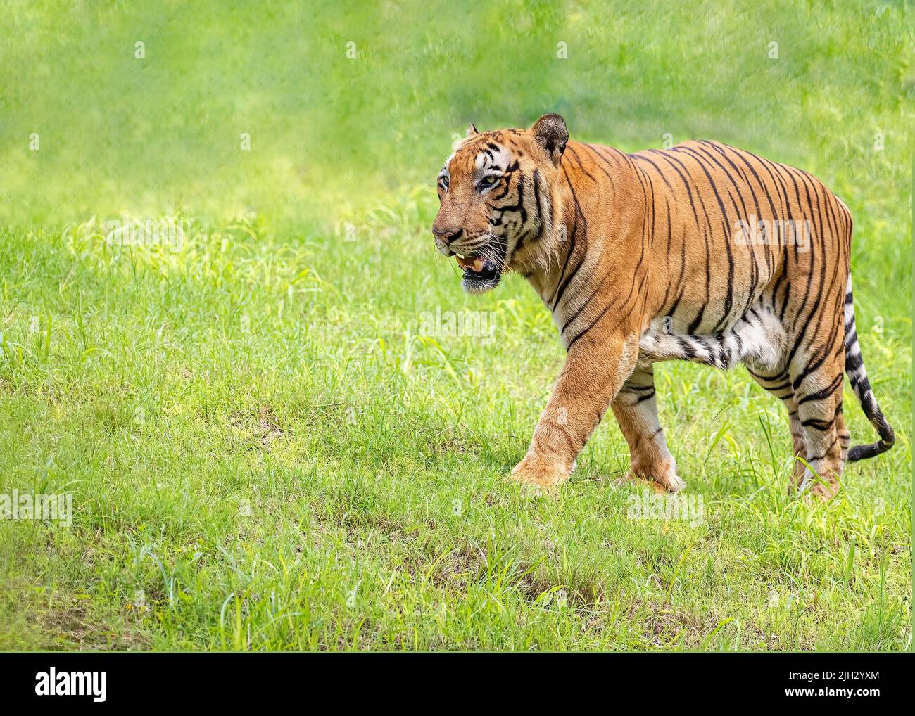 Grass reveal hi-res stock photography and images - Alamy