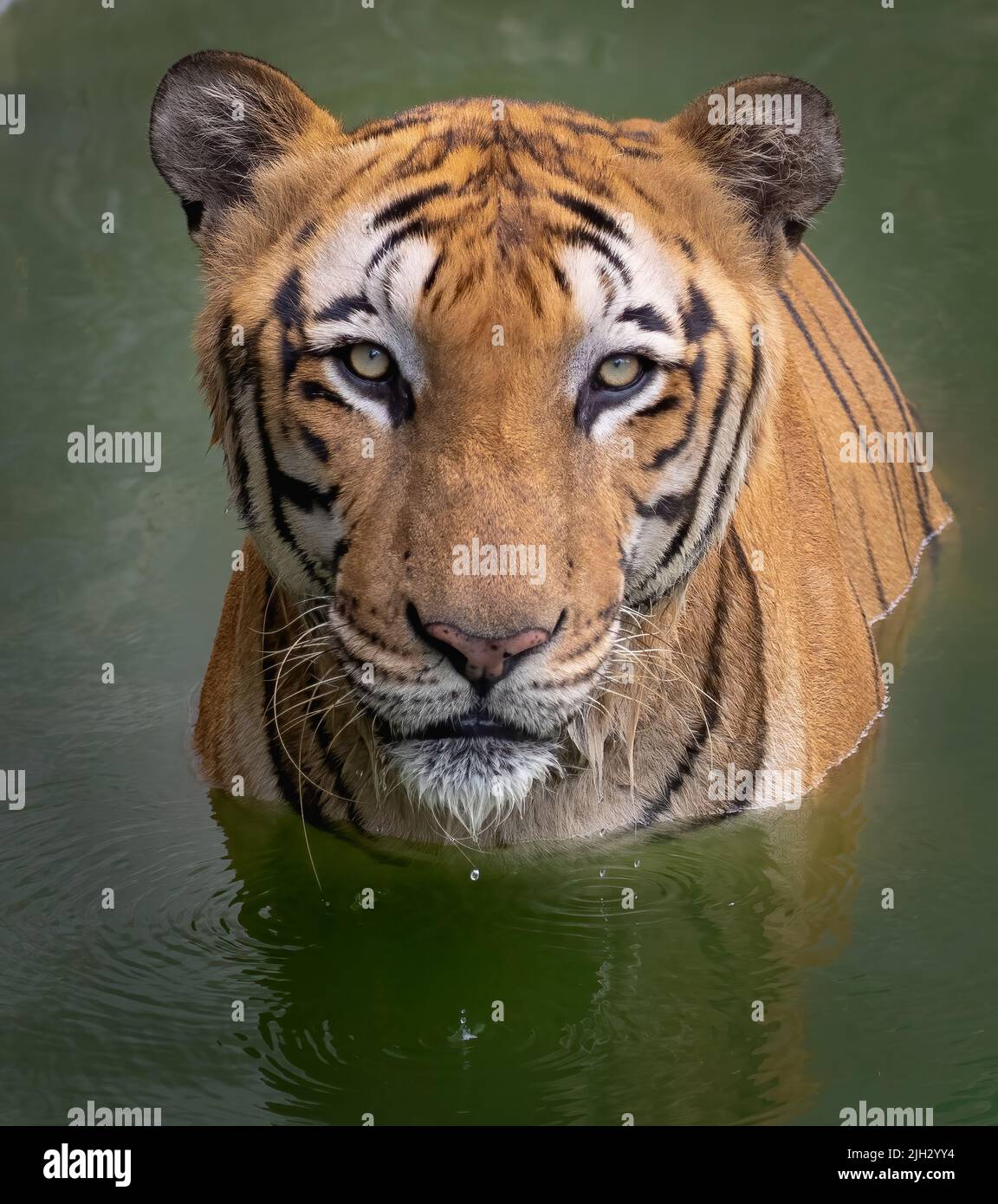 Eye contact with camera hi-res stock photography and images - Alamy