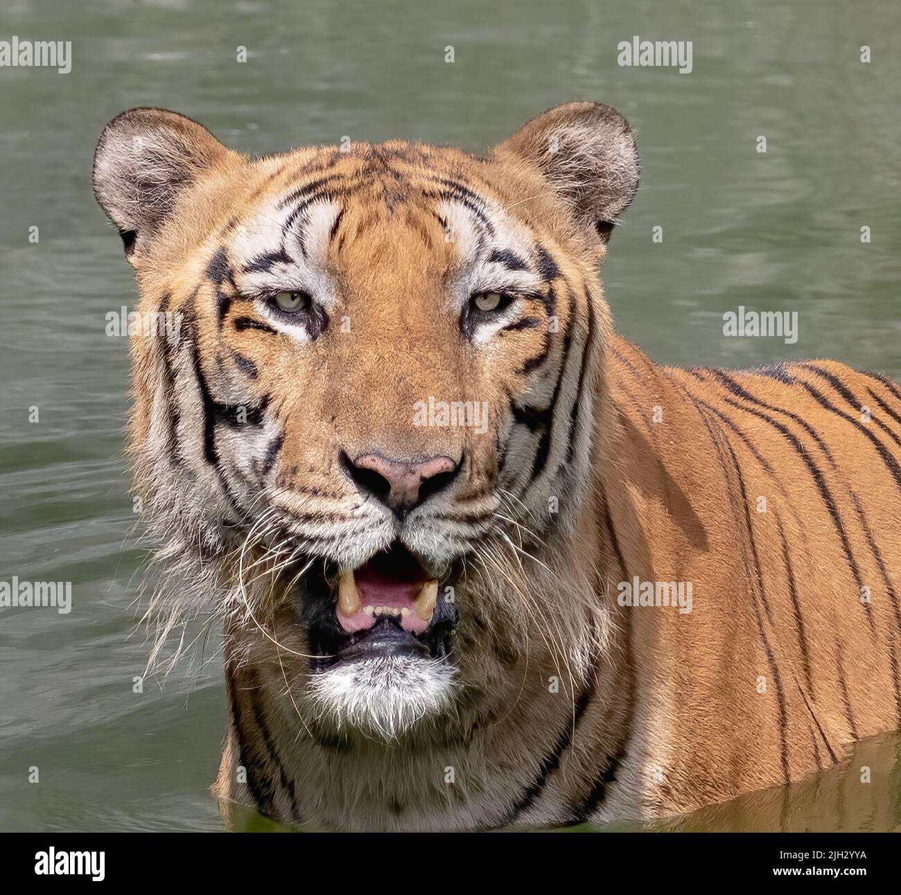 A Tiger on a hot summer day in lake Stock Photo - Alamy