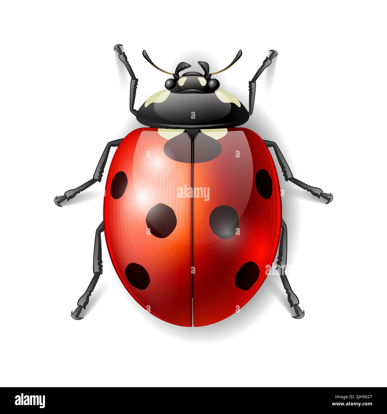 Ladybird vector illustration, ladybug vector icon Stock Vector Image ...