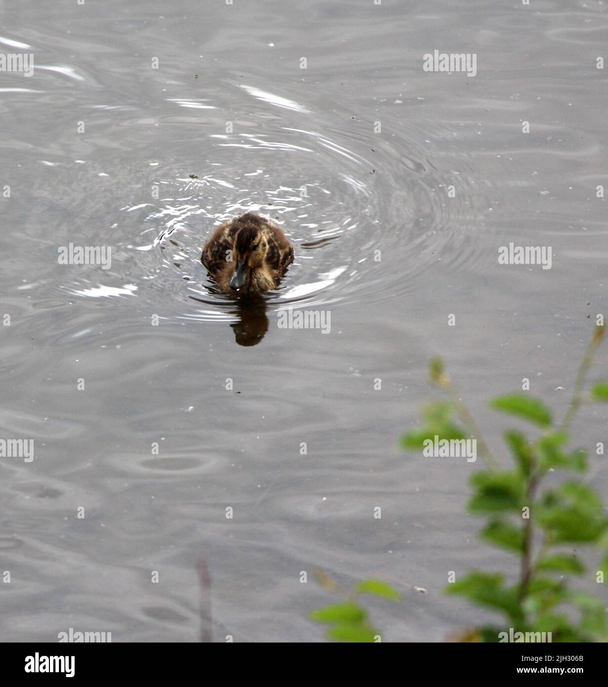 Alaskan duckling hi-res stock photography and images - Alamy