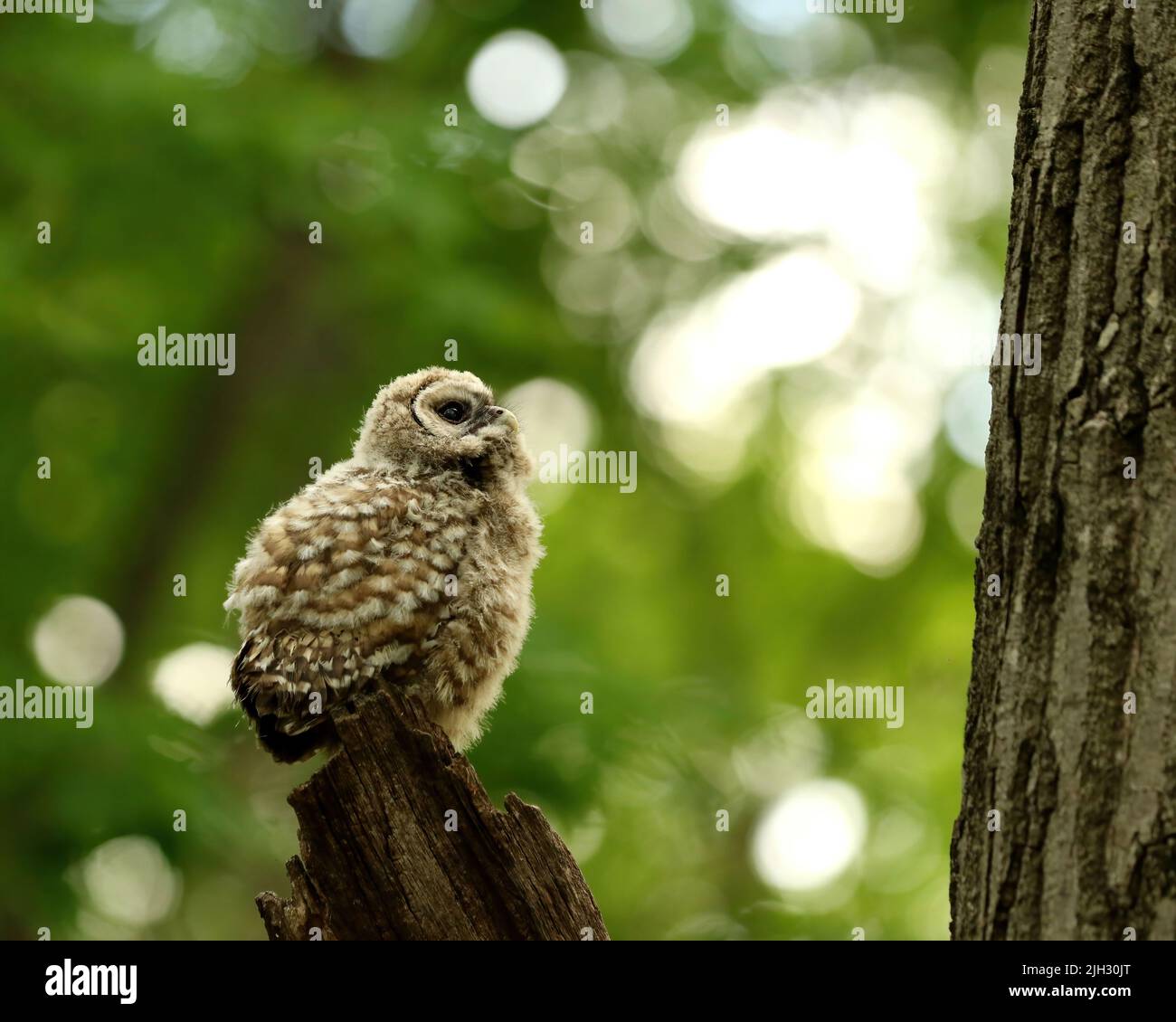 Barred owlet hi-res stock photography and images - Alamy