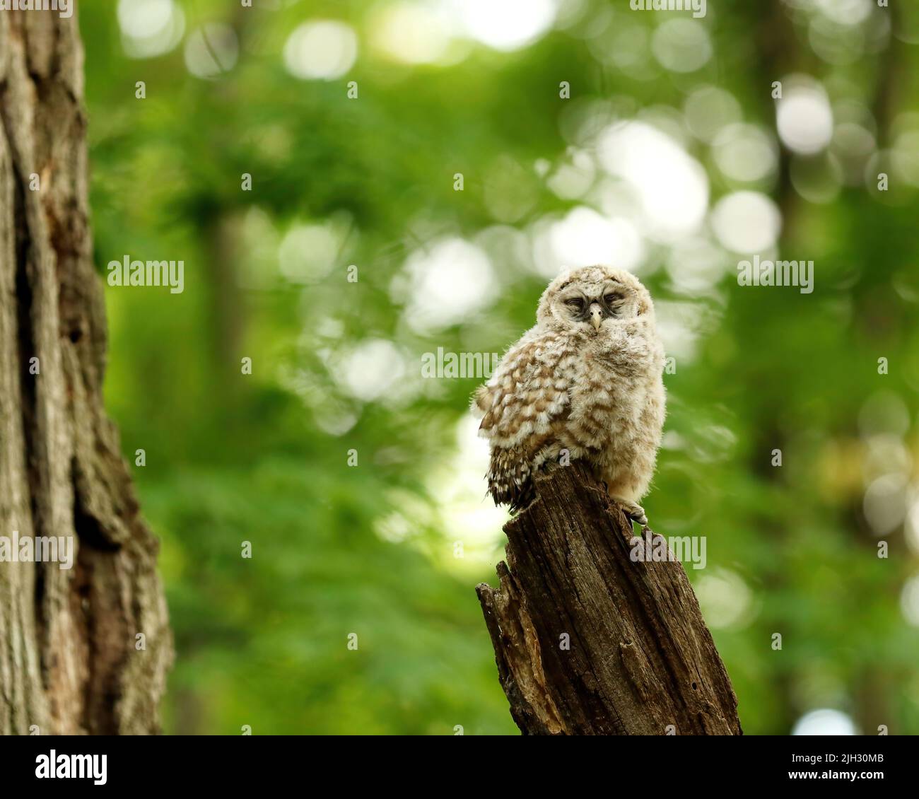 Baby owl mother hi-res stock photography and images - Alamy