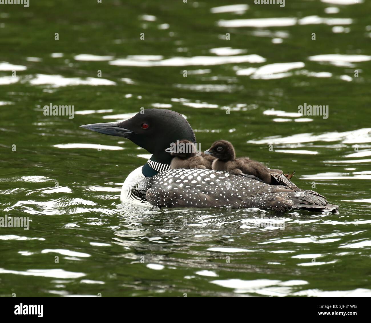 Twin babies on mom's back Stock Photo - Alamy
