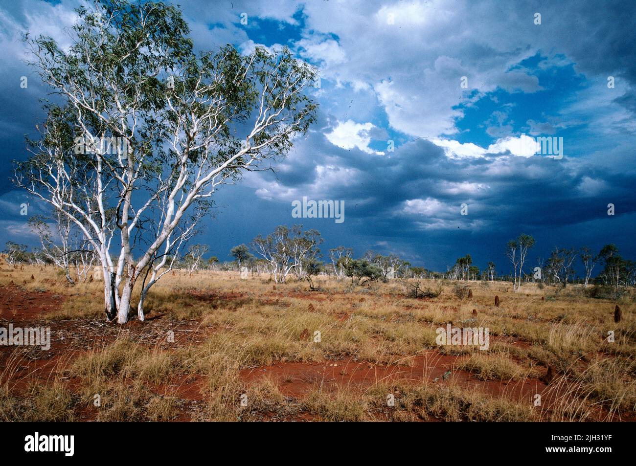 A Ghost Gum tree, in the outback of the Northern Territory, Australia ...