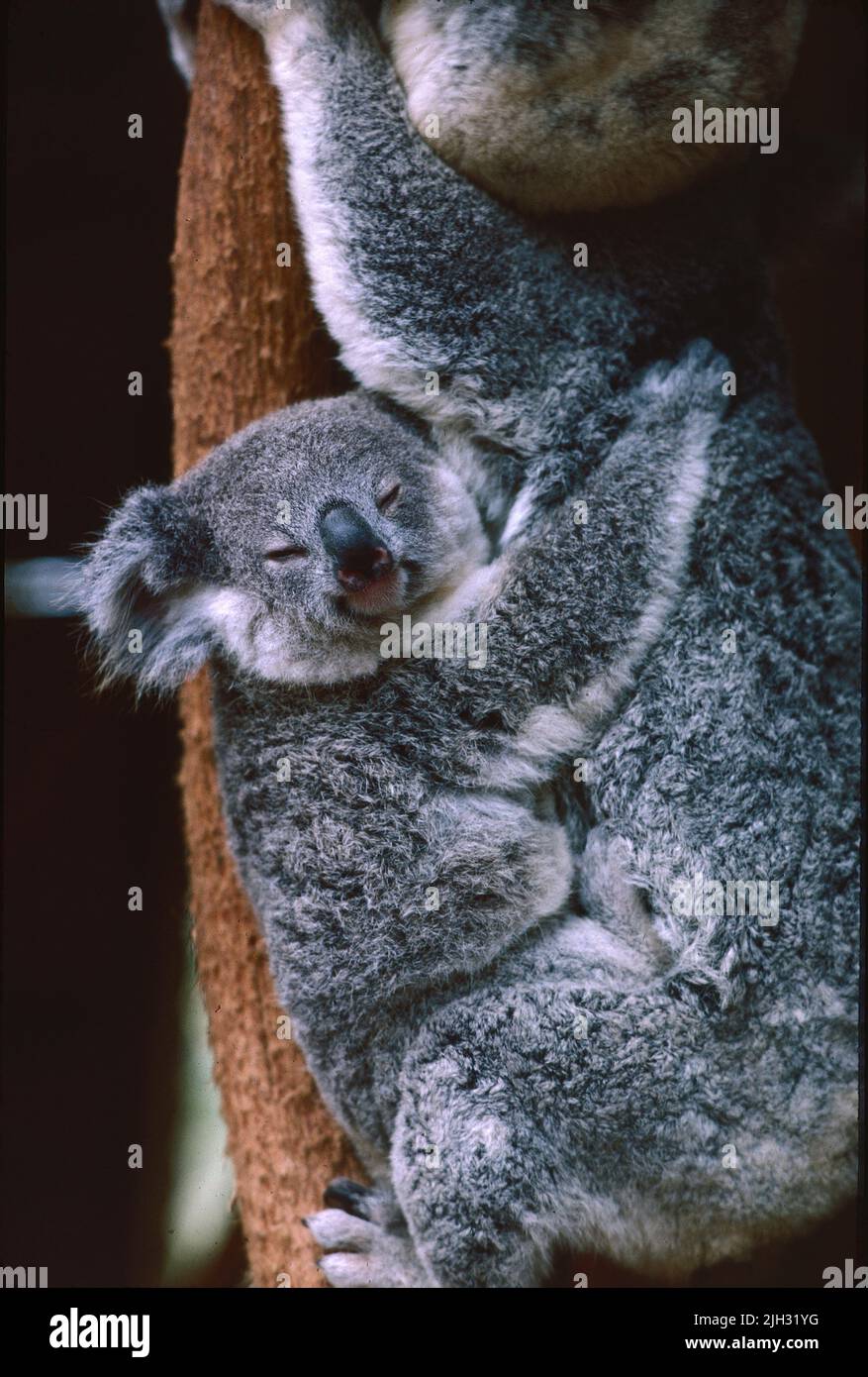 A baby koala hugging its mother Stock Photo - Alamy