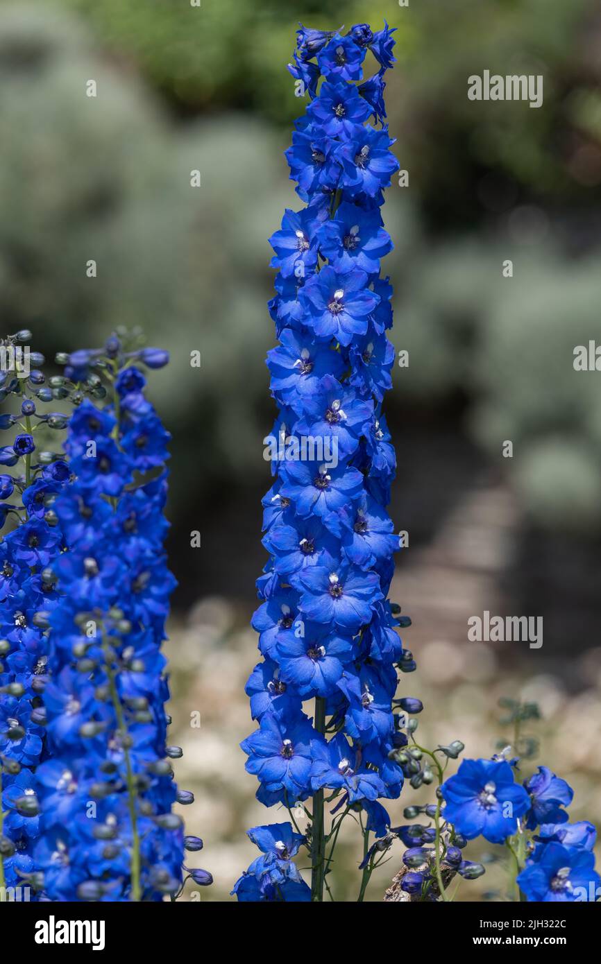 Close up of blue delphinium flowers in bloom Stock Photo - Alamy
