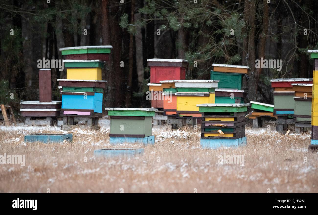 Apiary in winter. Colorful hives of bees in the meadow near the forest ...