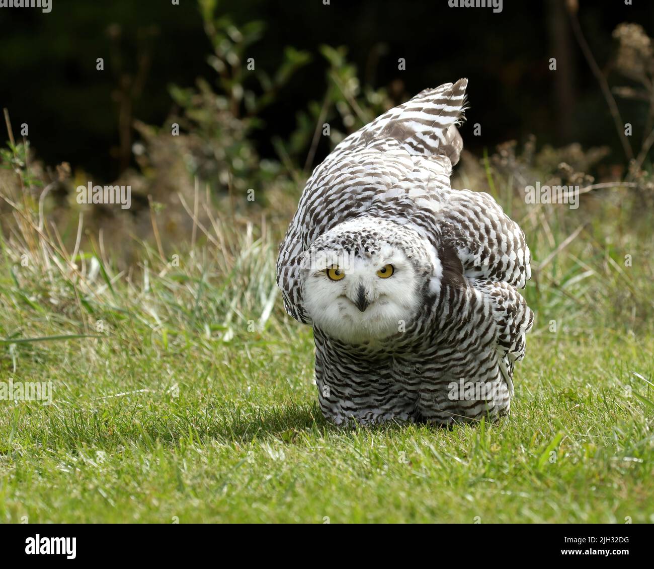 Sassy owl hi-res stock photography and images - Alamy