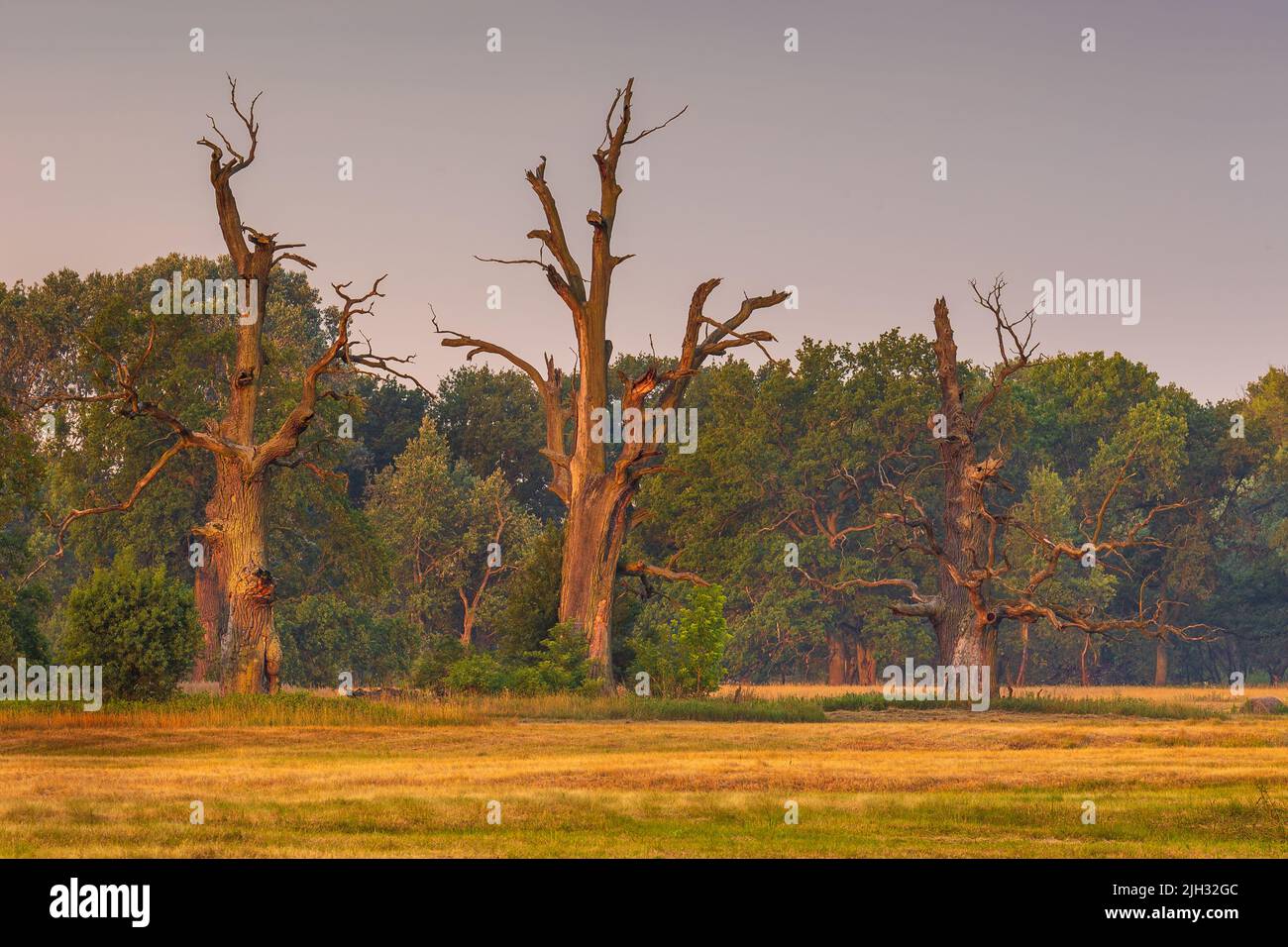 Old trees in the morning in Rogalin. Landscape of Rogalin Park. Poland ...