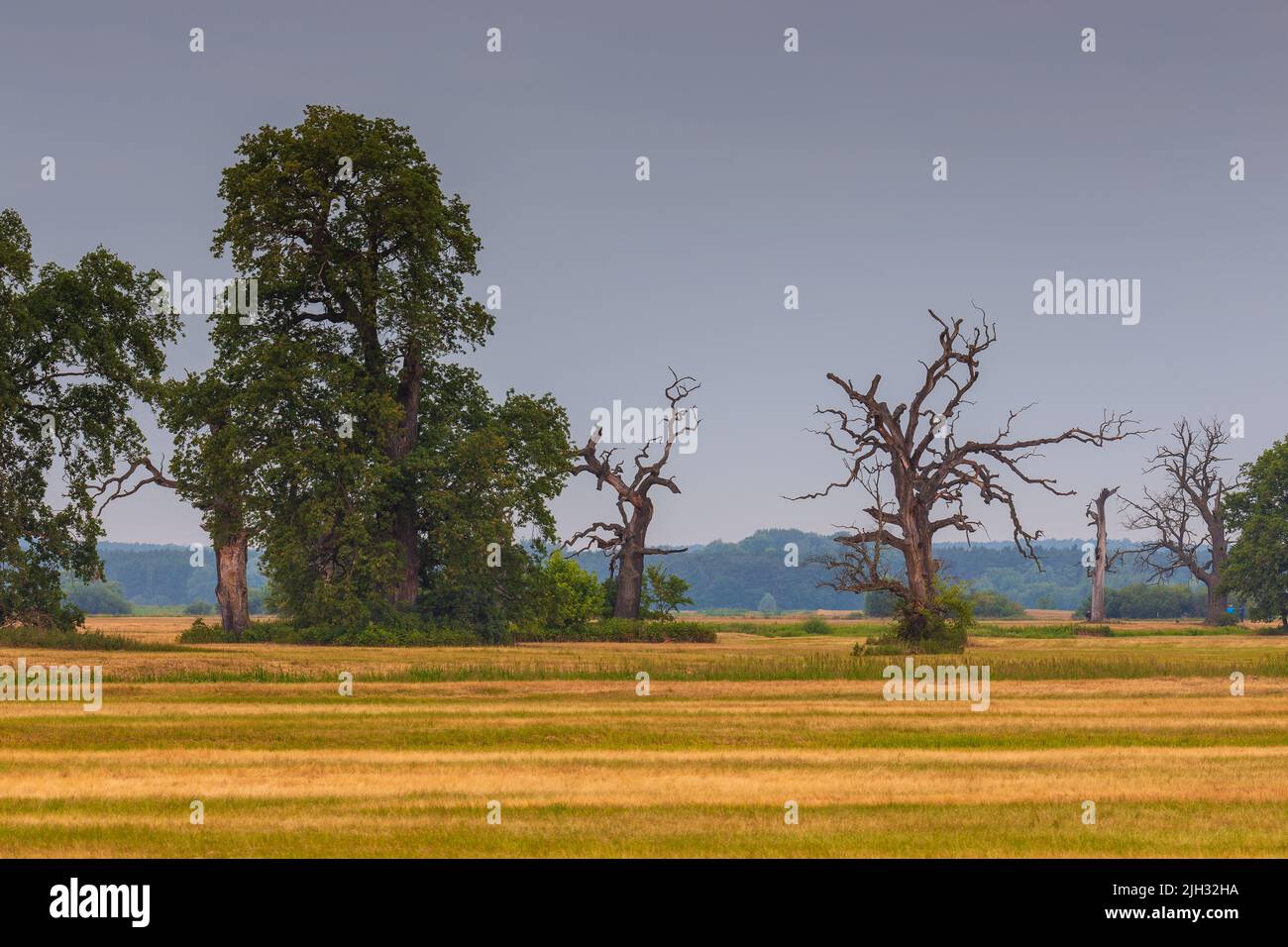 Old trees in the morning in Rogalin. Landscape of Rogalin Park. Poland ...