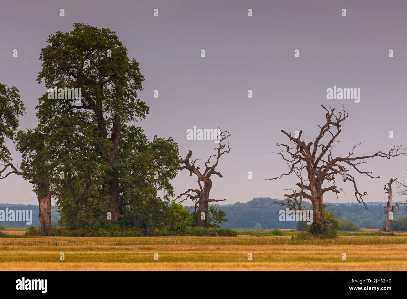 Old trees in the morning in Rogalin. Landscape of Rogalin Park. Poland ...