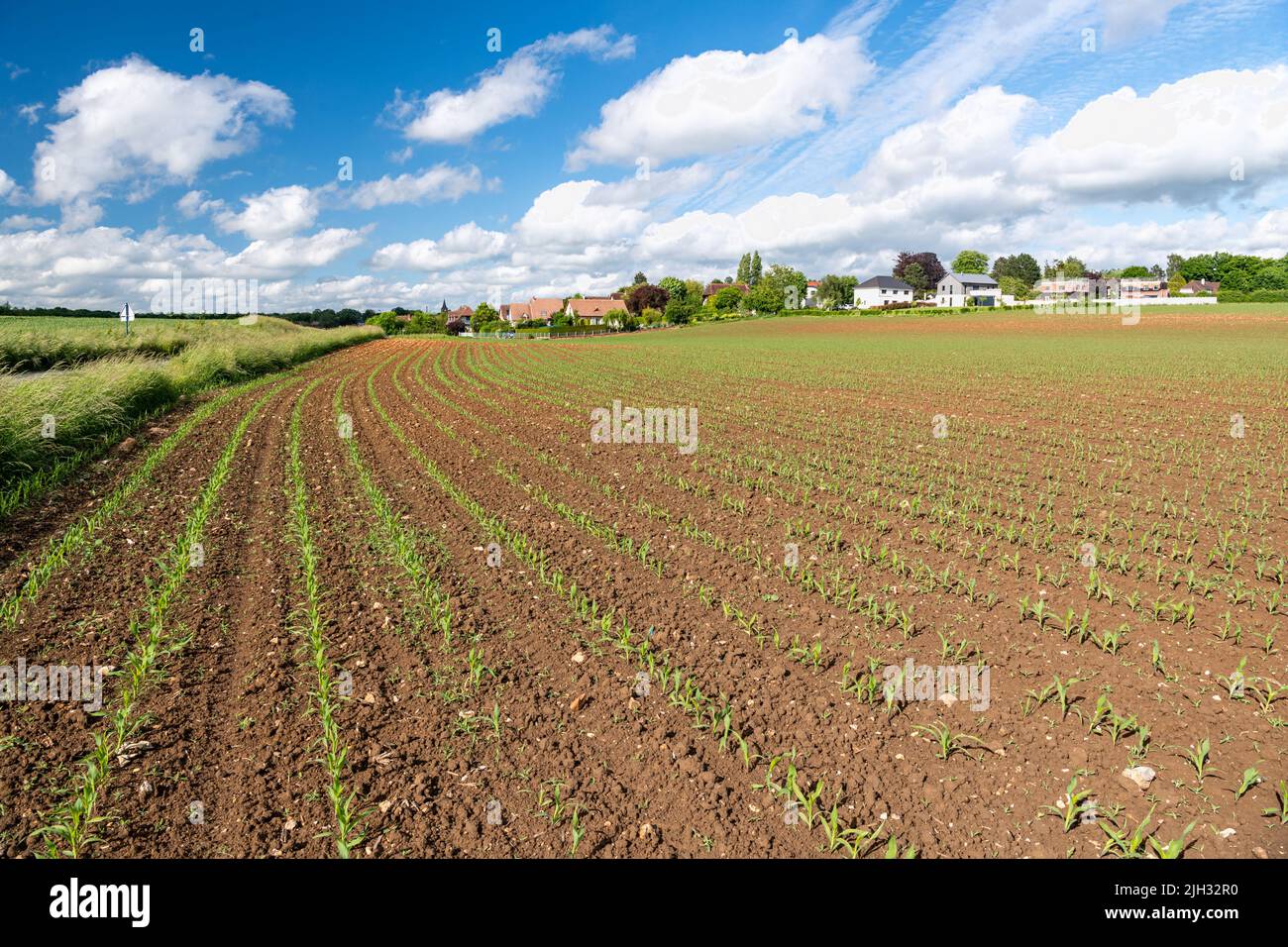 Normandy, France, May 2022. Maize field 4-leaf stage. Cloudy blue sky ...