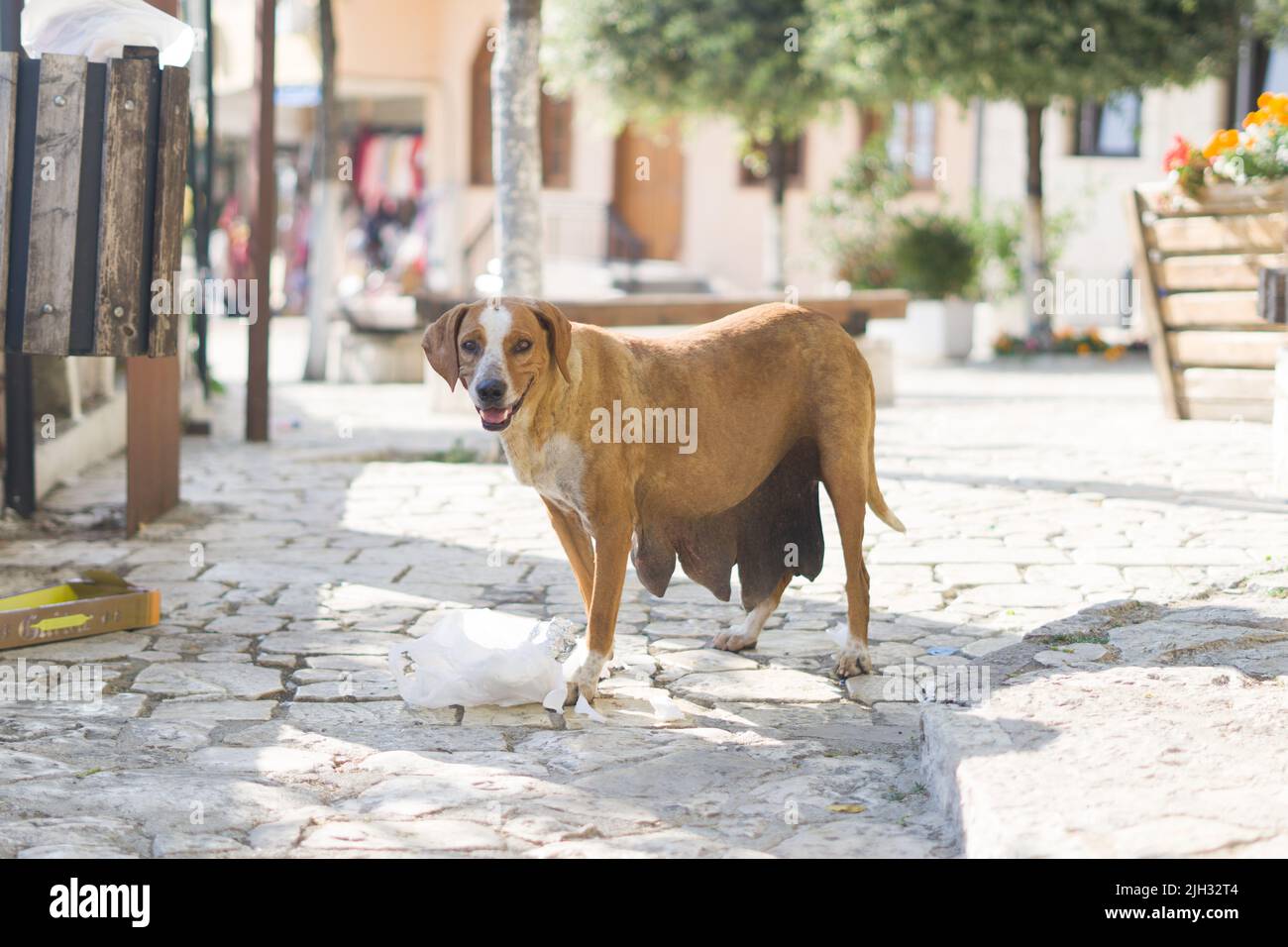 Stray dog on the streets of Kruje, Albanie Stock Photo - Alamy