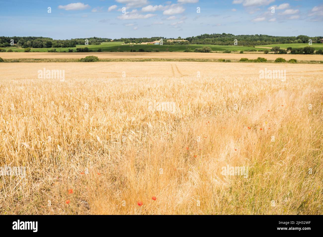 Norfolk field wheat sky hi-res stock photography and images - Alamy