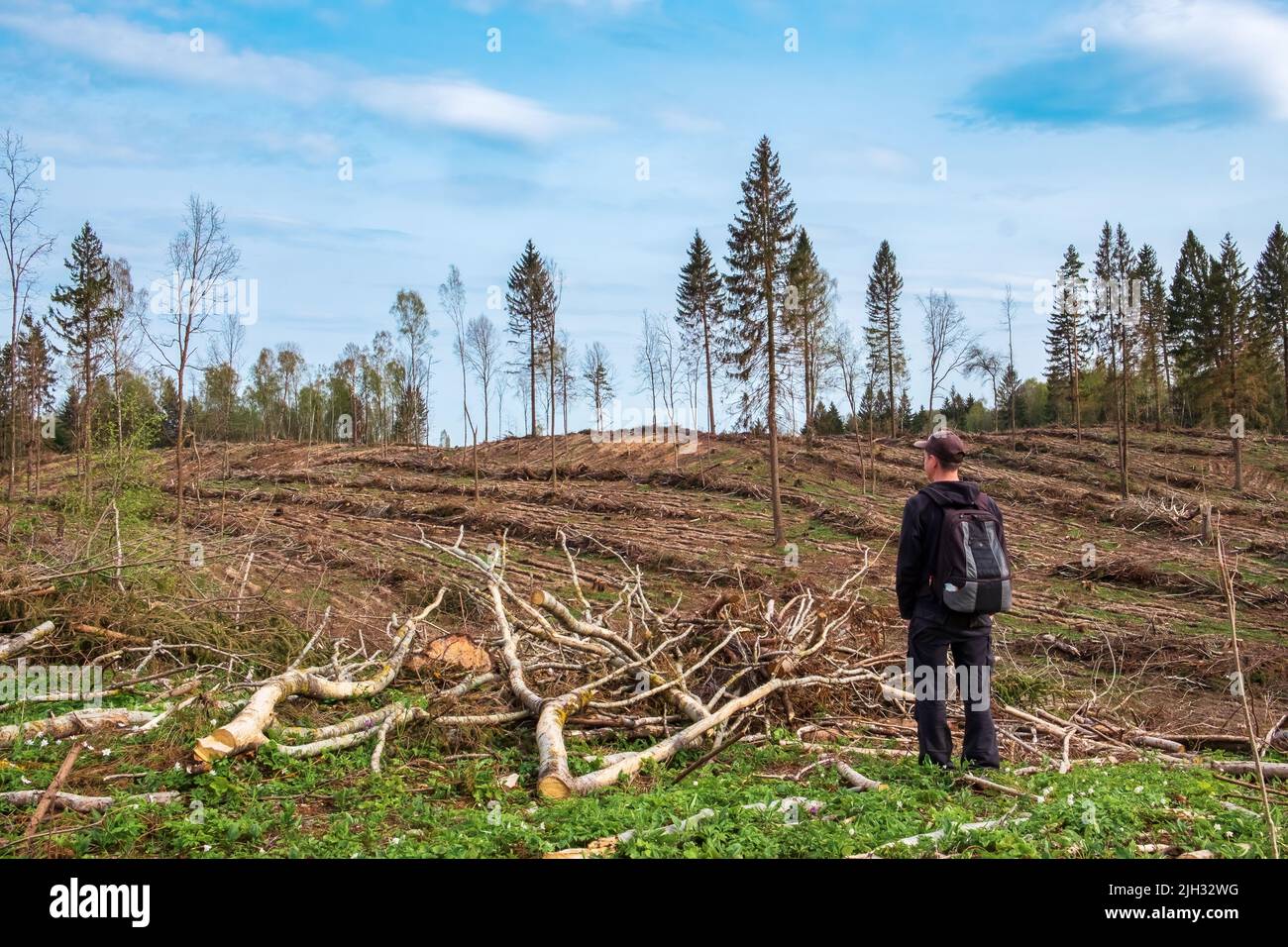 Cutting down trees in the forest. A man looks at the consequences of ...