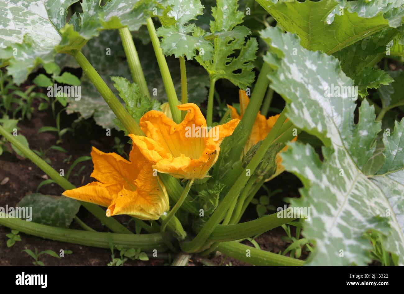 Courgette or zuchini (Cucurbita pepo) flowers in bloom on plant Stock ...