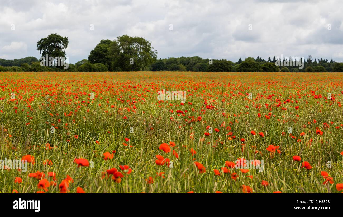 Poppy land, norfolk hi-res stock photography and images - Alamy