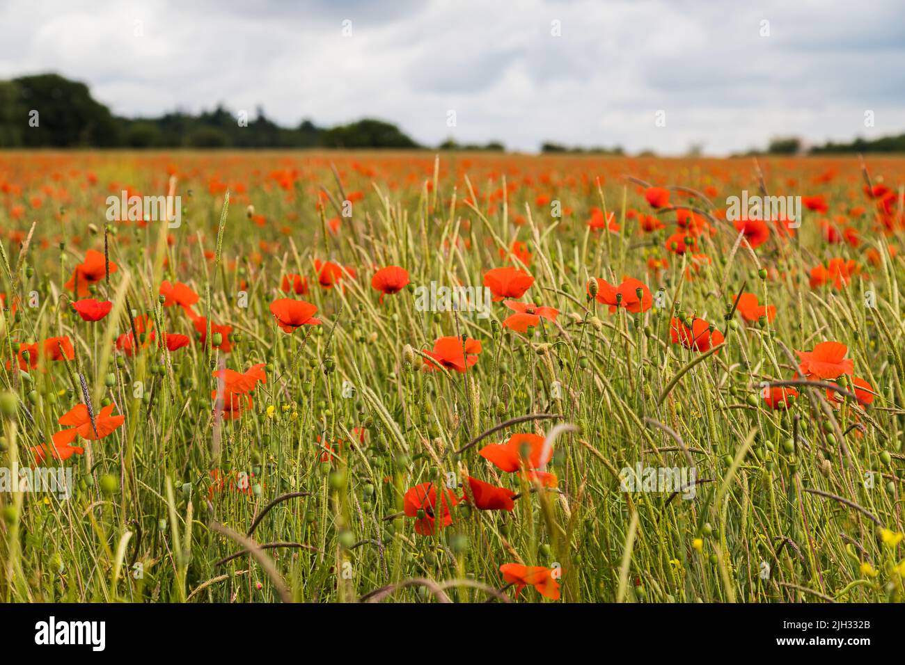 Wide angle image of a field full of red poppy flowers in Norfolk seen ...