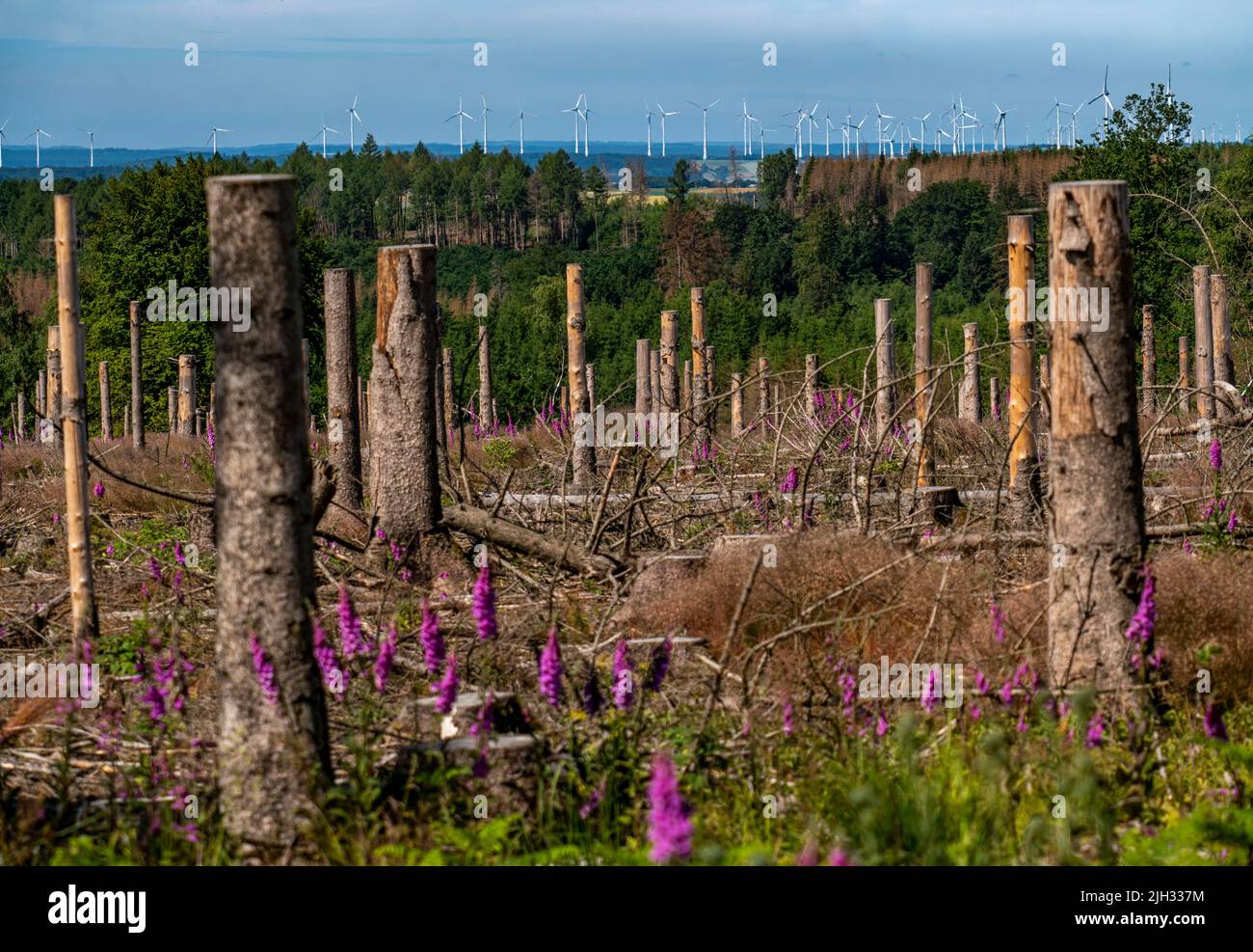 Ode wald kreis hi-res stock photography and images - Alamy