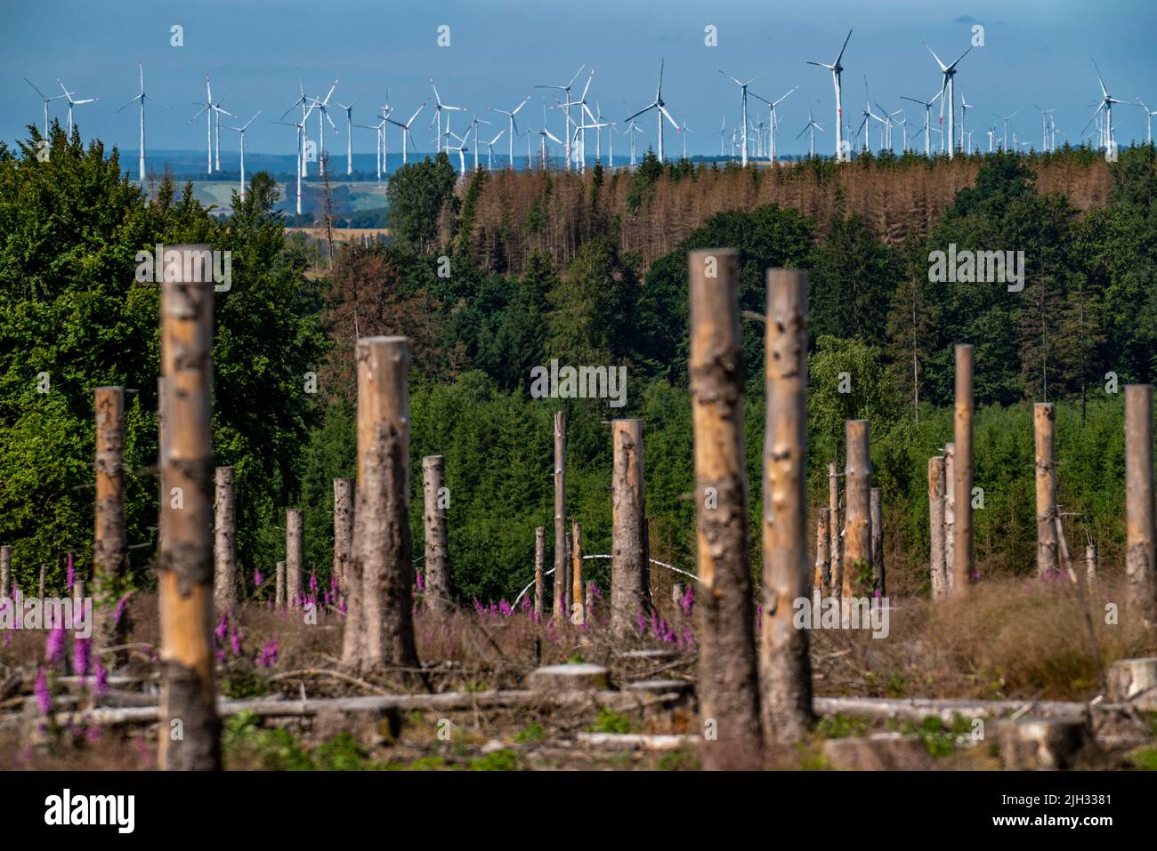 Naturpark teutoburger w hi-res stock photography and images - Alamy