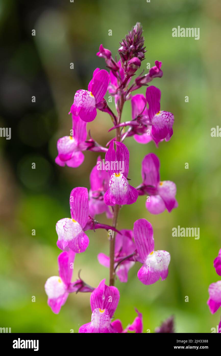 Close up of Moroccan toadflax (linaria maroccana) flower in bloom Stock ...