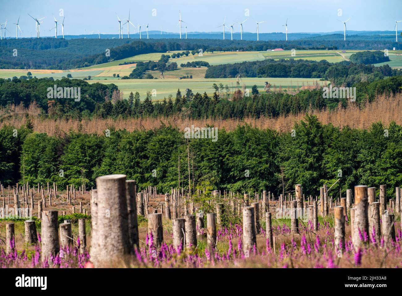 Climate change tree hi-res stock photography and images - Alamy