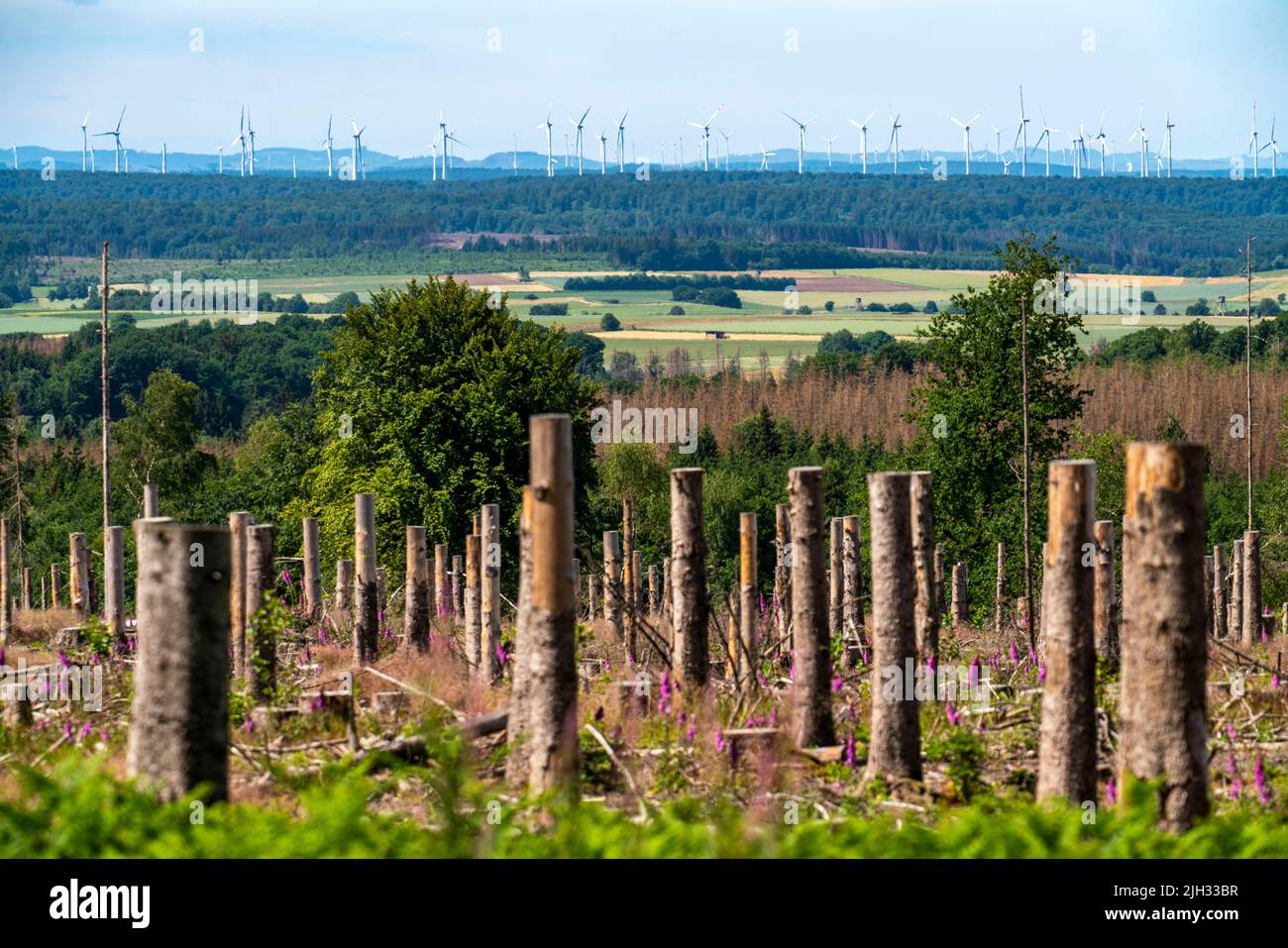 Climate change tree hi-res stock photography and images - Alamy