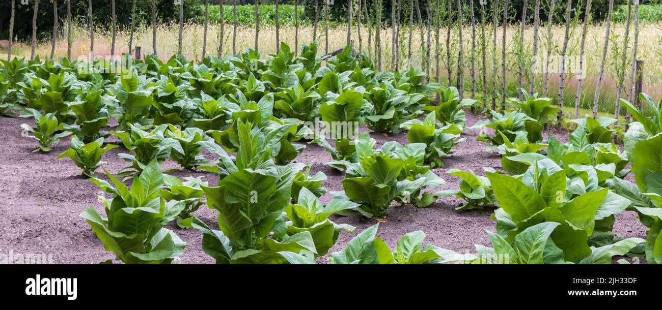 Tobacco field with fresh green Nicotiana plants cultuvating cigar ...