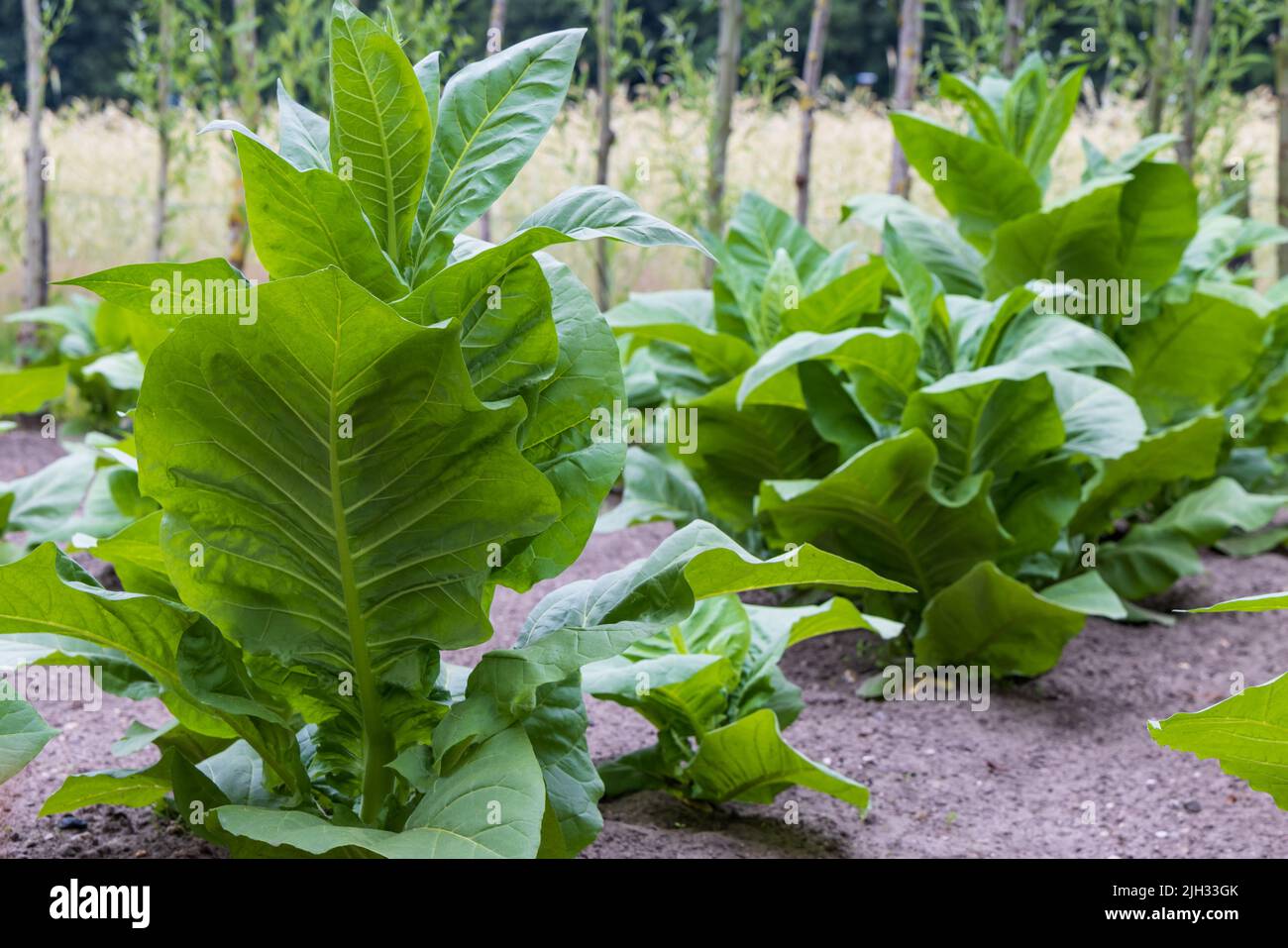 Tobacco field with fresh green Nicotiana plants cultuvating cigar ...