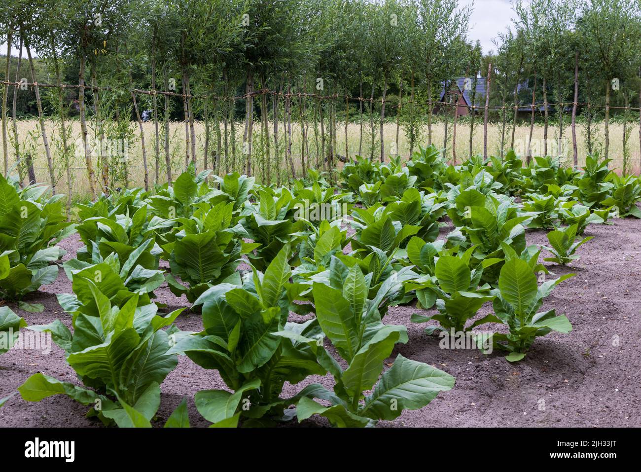 Tobacco field with fresh green Nicotiana plants cultuvating cigar ...