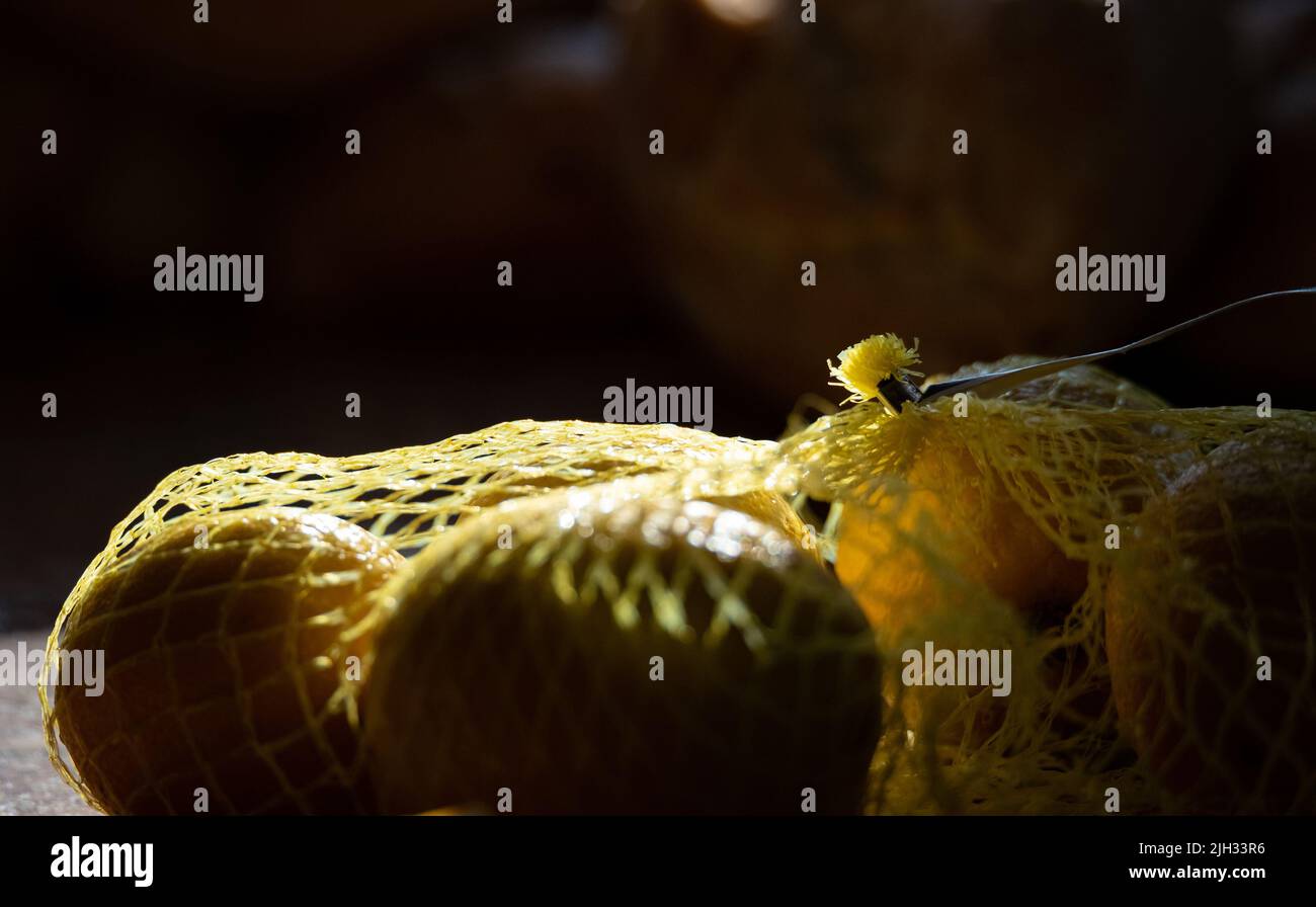 Lemons in the grid up close view. Fruit in the rays of the sun on a ...