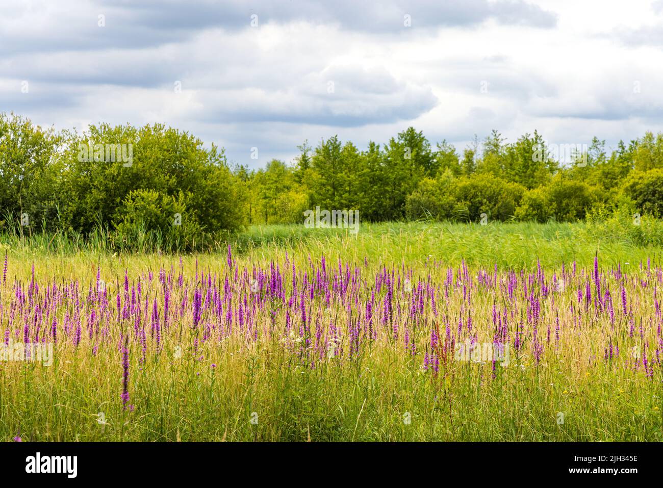 Panorama landscape with Purple loosestrife and trees in Amerongen ...