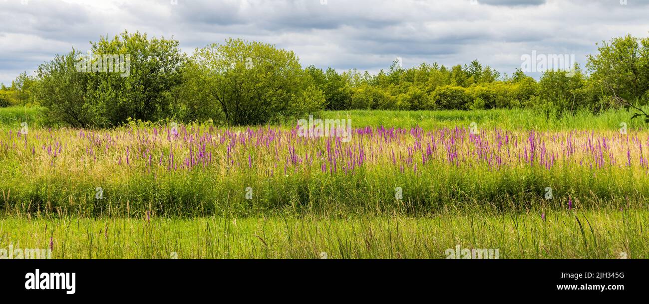 Panorama landscape with Purple loosestrife and trees in Amerongen ...